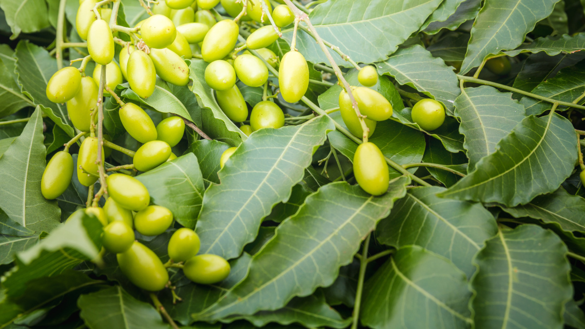 Neem Extract Its Benefits For Immunity And How To Use It Neem Extract Its Benefits For Immunity And How To Use It